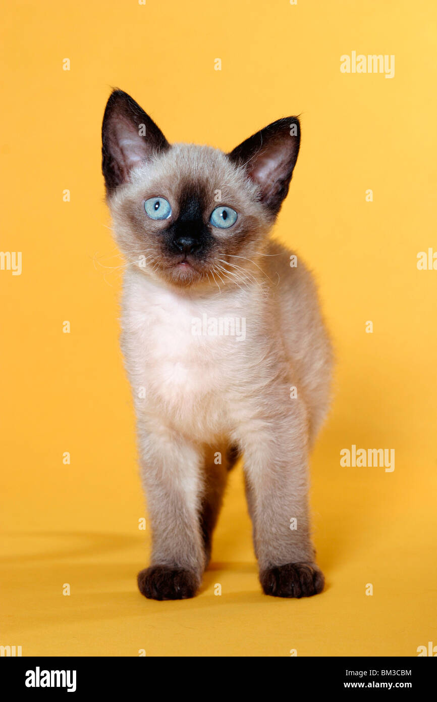German Rex Kätzchen / German Rex Kitten Stock Photo - Alamy