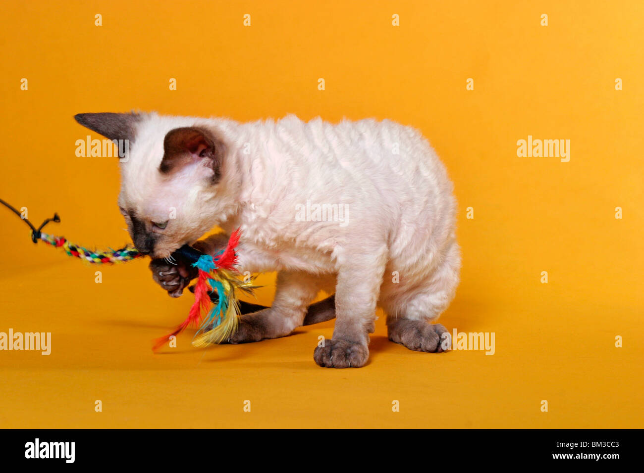 German Rex Kätzchen / German Rex Kitten Stock Photo - Alamy