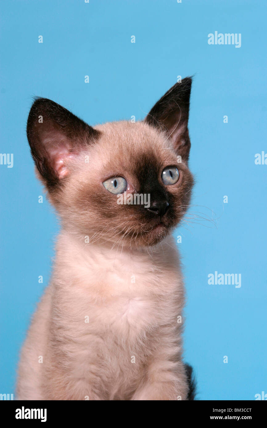 German Rex Kätzchen / German Rex Kitten Stock Photo - Alamy