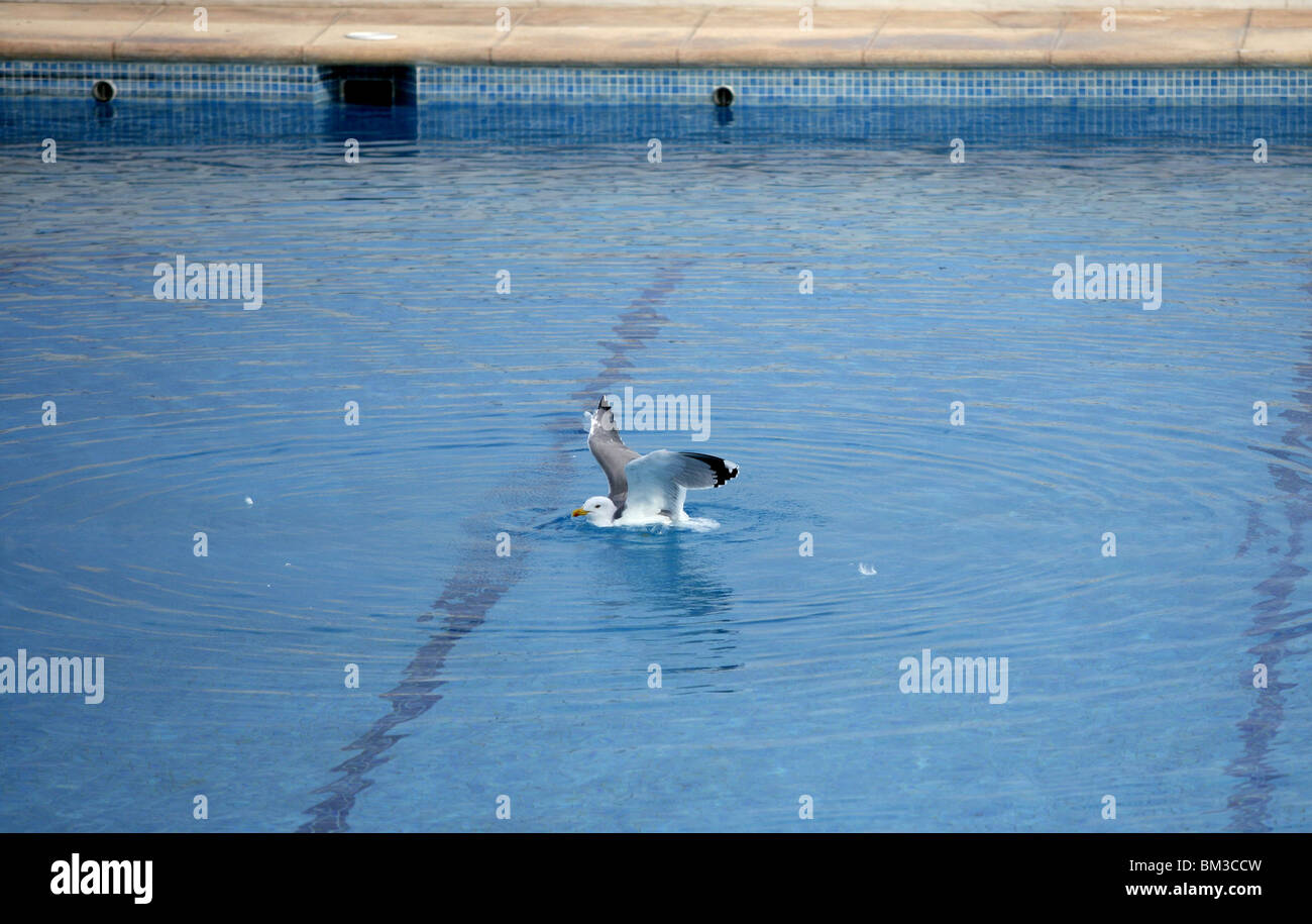Seagull swimming relaxed in vacation pool, holidays metaphor Stock ...