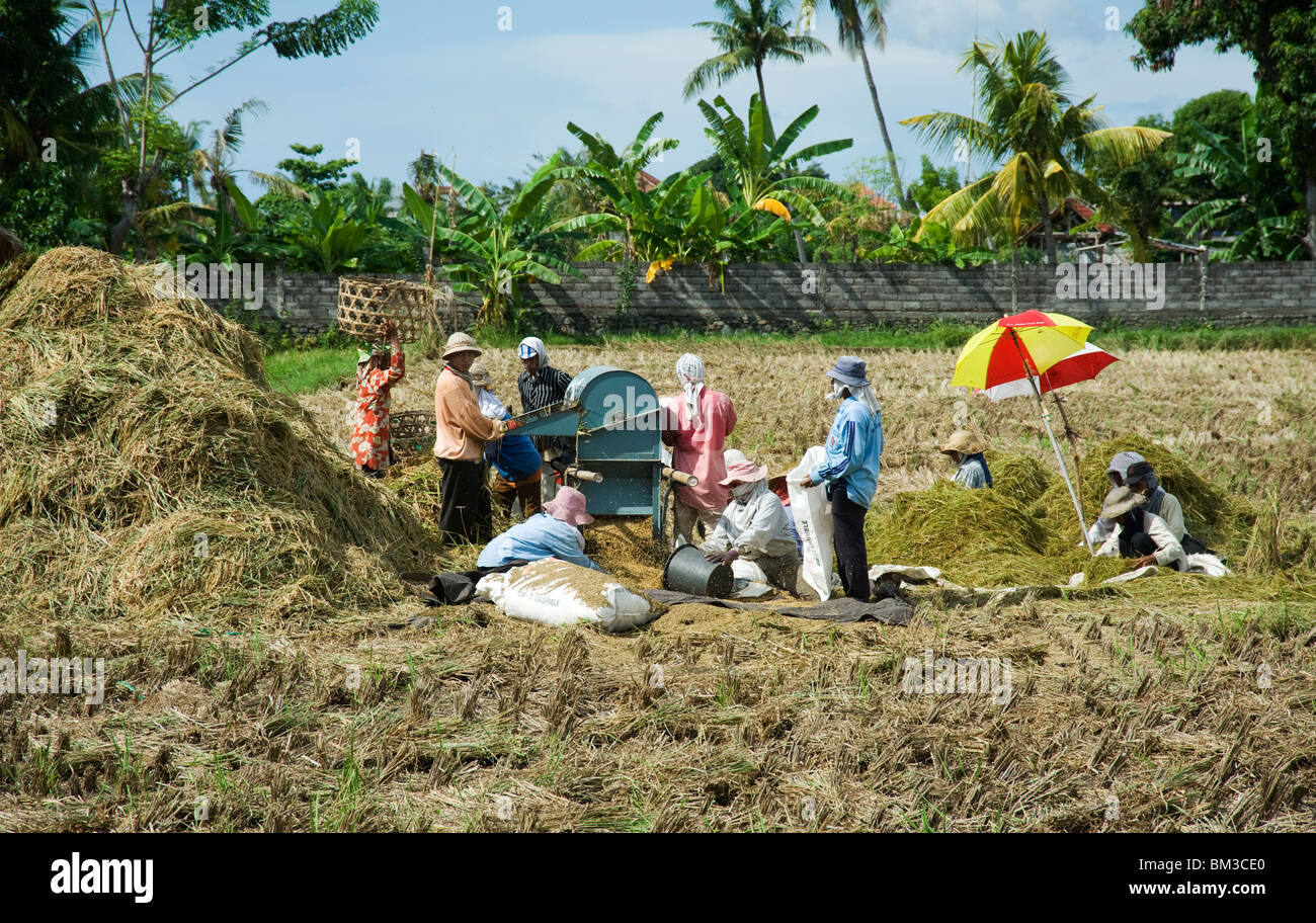 Rice harvest bali indonesia hi-res stock photography and images - Alamy