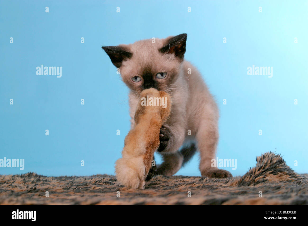 German Rex Kätzchen / German Rex Kitten Stock Photo - Alamy