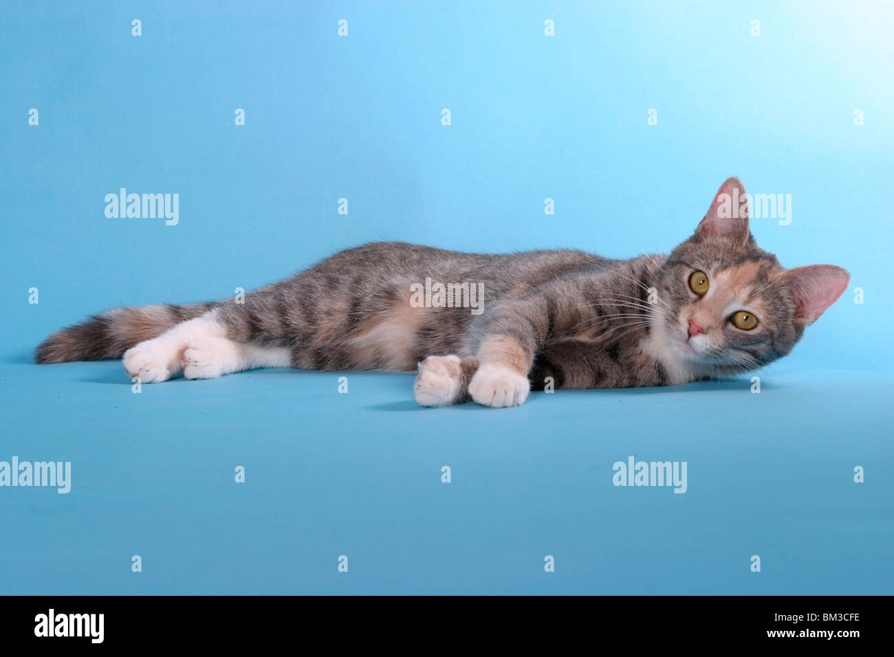 liegende Katze / lying cat Stock Photo - Alamy