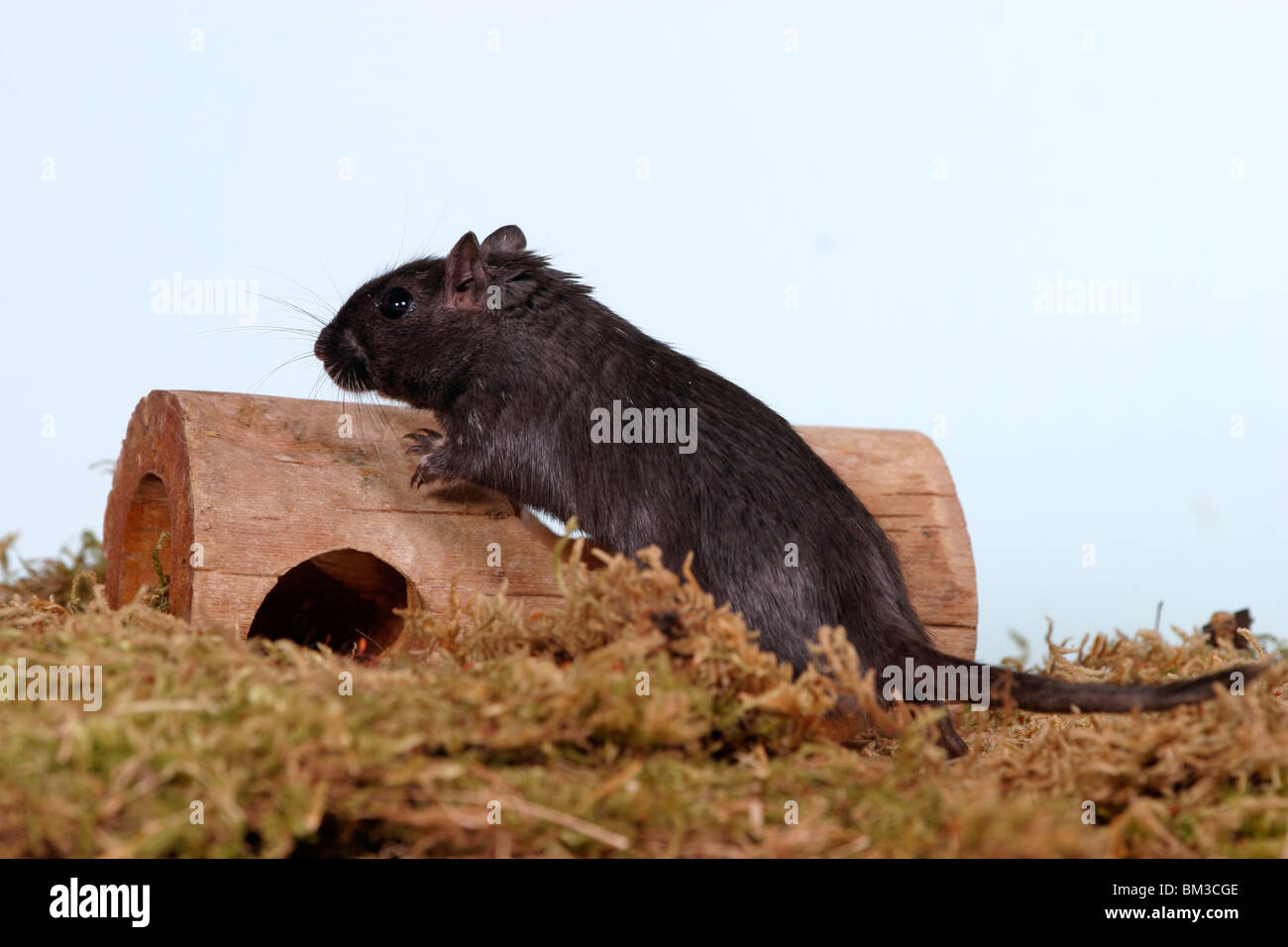 Mongolische Wüstenrennmaus / mongolian mouse Stock Photo - Alamy