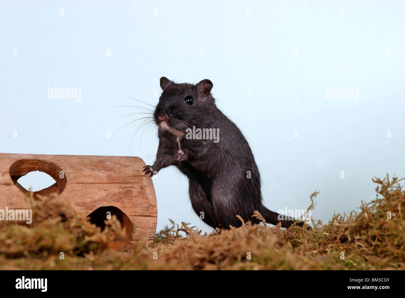 Mongolische Wüstenrennmaus / mongolian mouse Stock Photo - Alamy