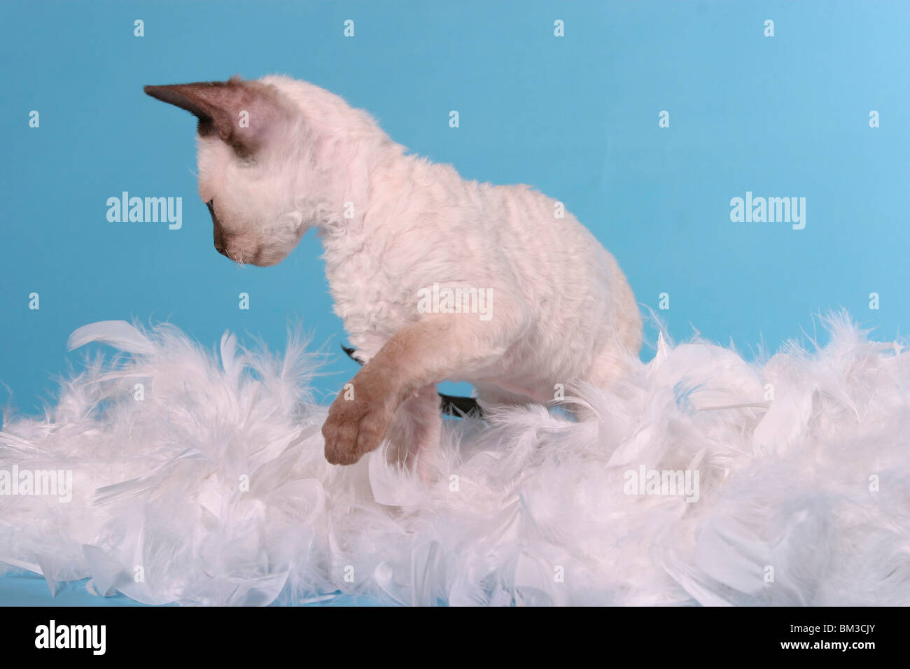 German Rex Kätzchen / German Rex Kitten Stock Photo - Alamy