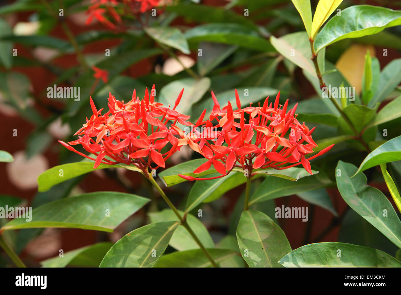 Scarlet Ixora very common Indian shrub Stock Photo - Alamy