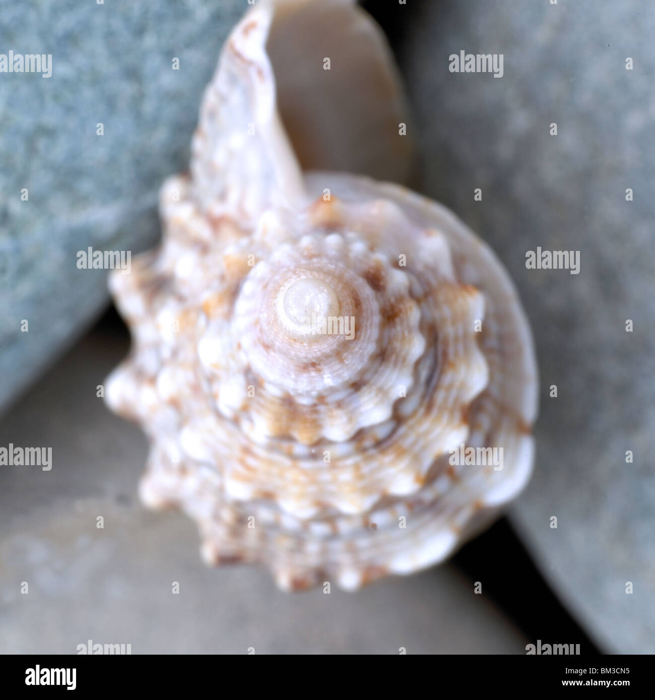 Spiral shell hi-res stock photography and images - Alamy