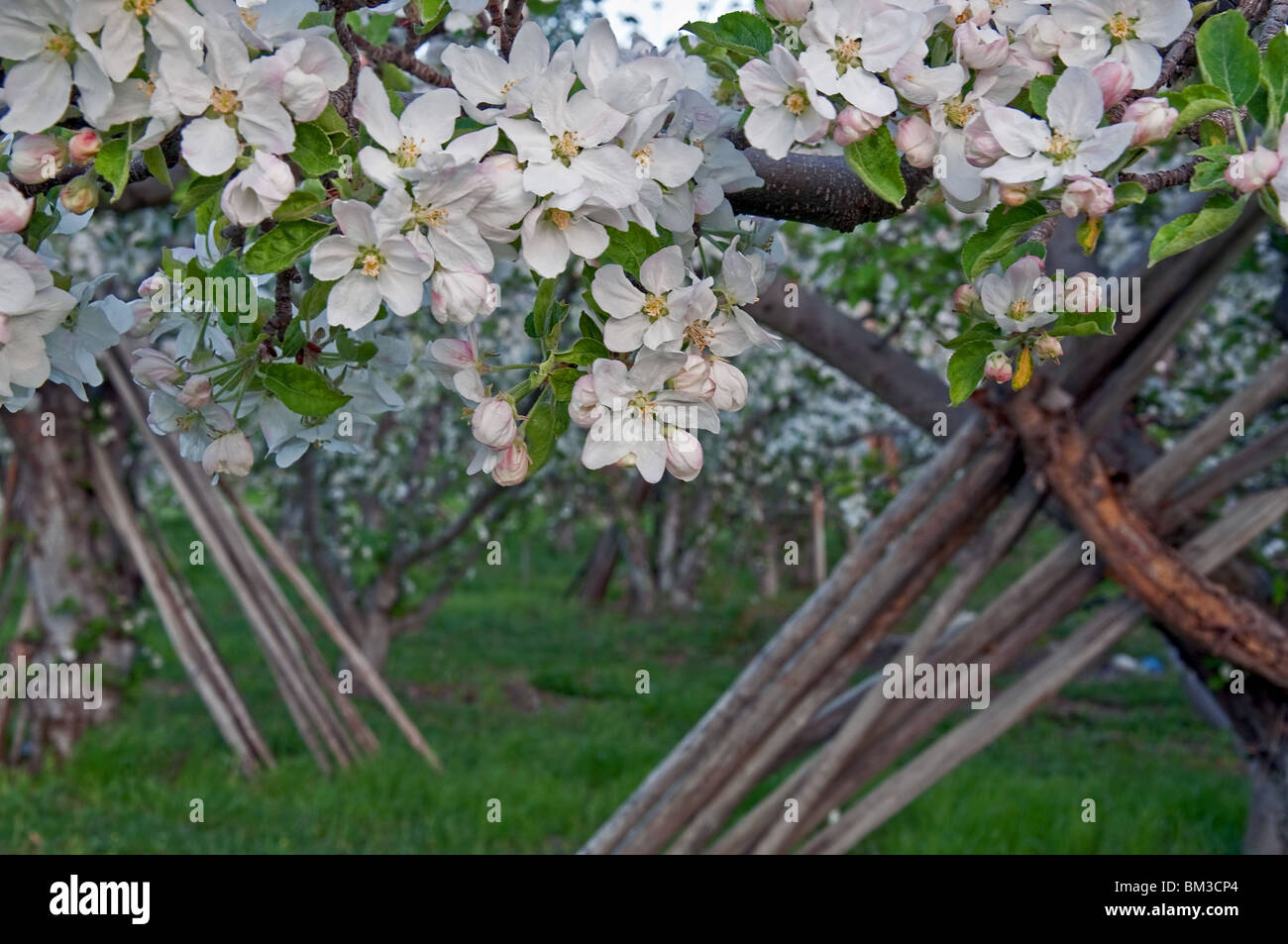 Objects and props hi-res stock photography and images - Alamy