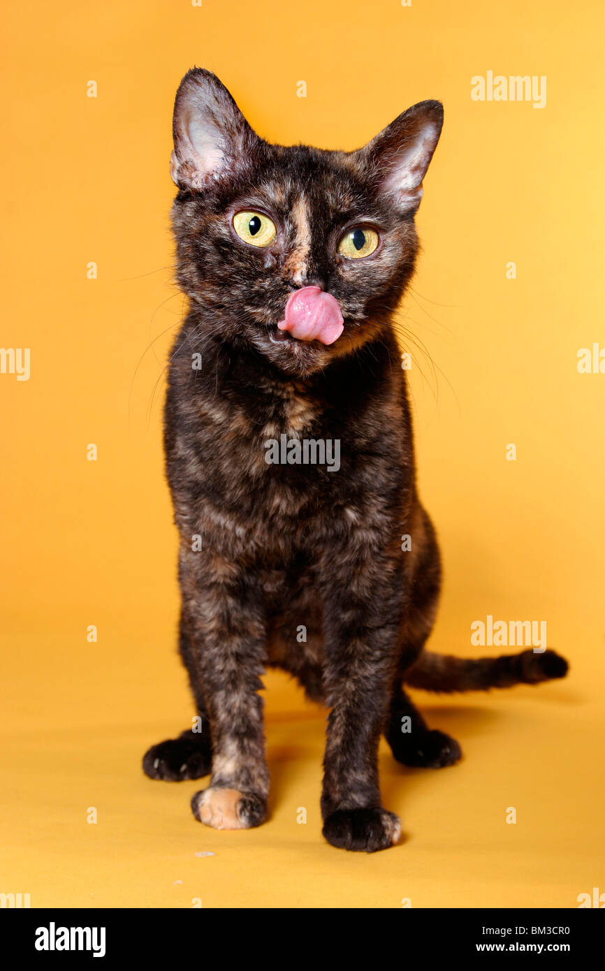 German rex cat hi-res stock photography and images - Alamy