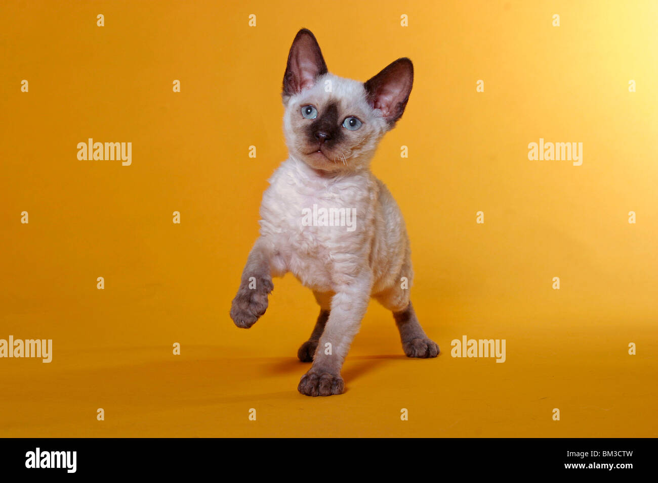 German Rex Kätzchen / German Rex Kitten Stock Photo - Alamy