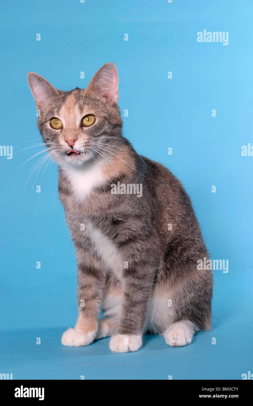 sitzende Katze / sitting cat Stock Photo - Alamy