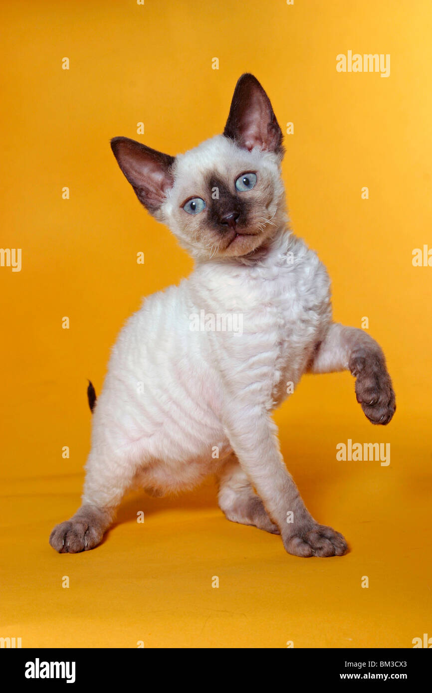 German Rex Kätzchen / German Rex Kitten Stock Photo - Alamy
