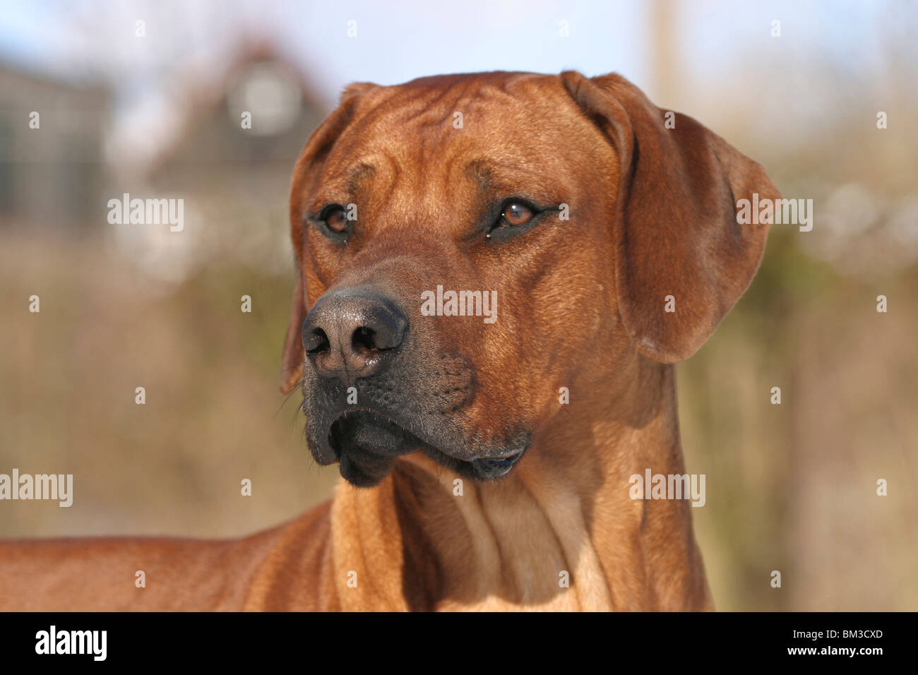 Rhodesian Ridgeback Portrait Stock Photo - Alamy