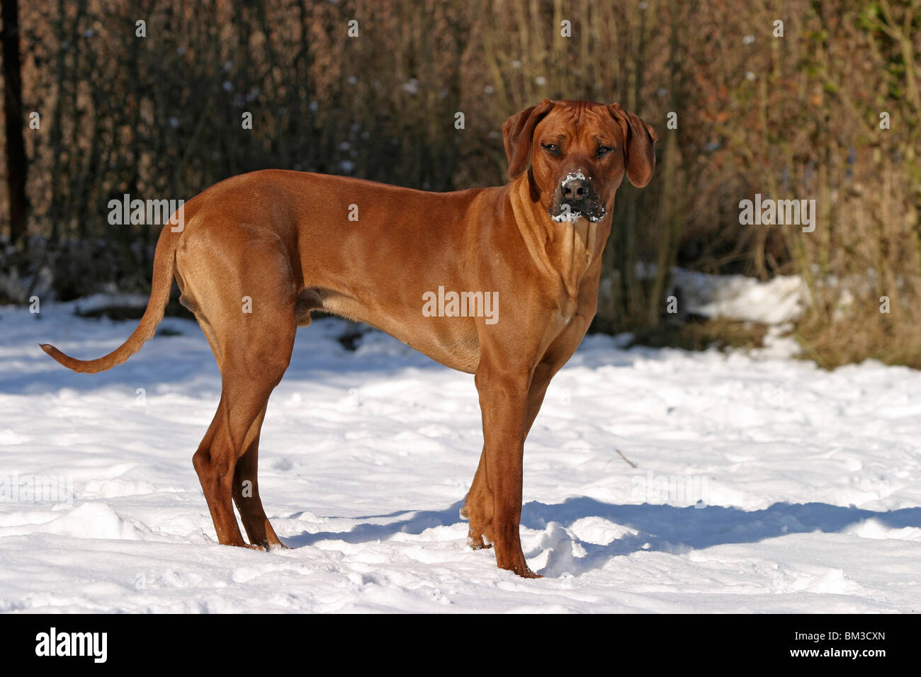 stehender / standing Rhodesian Ridgeback Stock Photo - Alamy