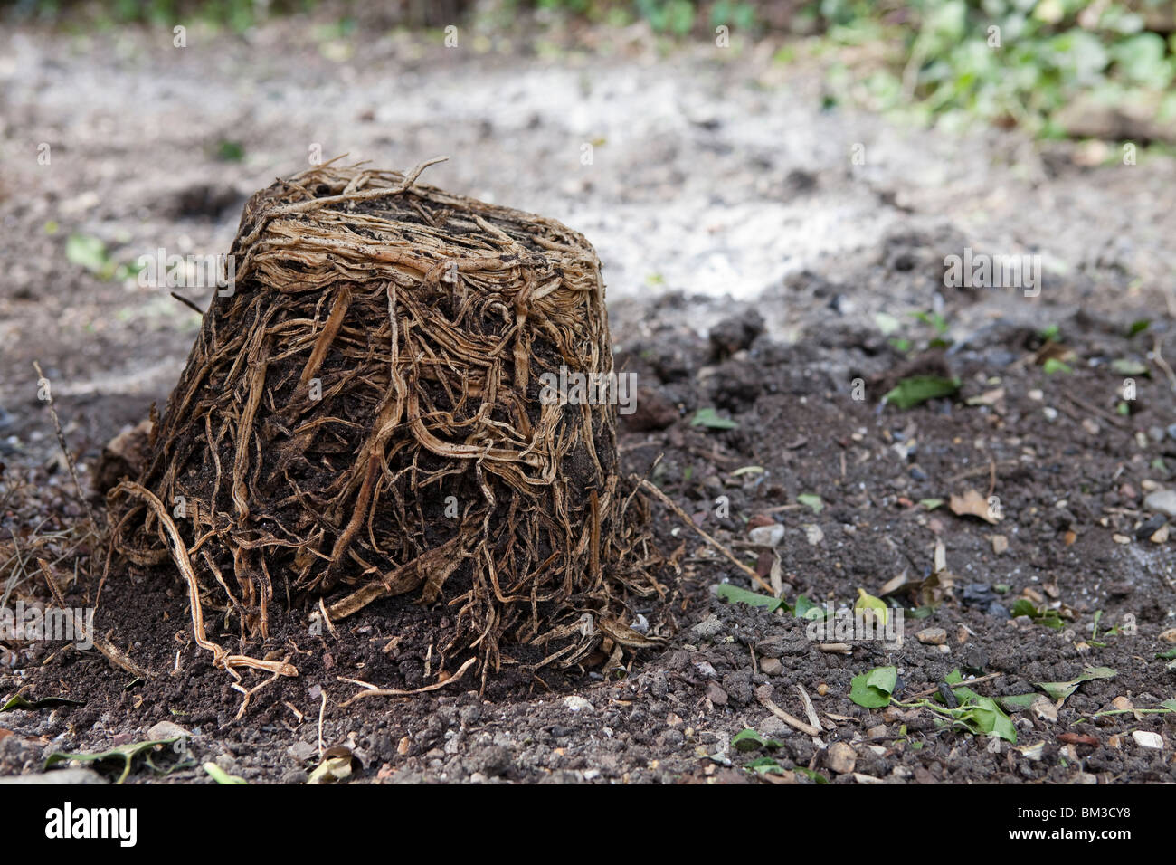 Rootball hi-res stock photography and images - Alamy