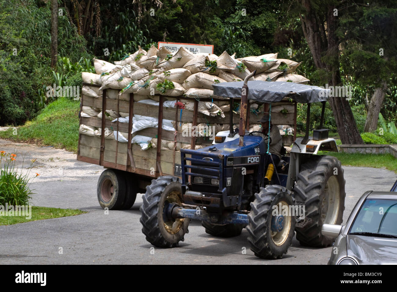 A tractor pulls a wagon load of bagged freshly picked tea at Fairlie ...