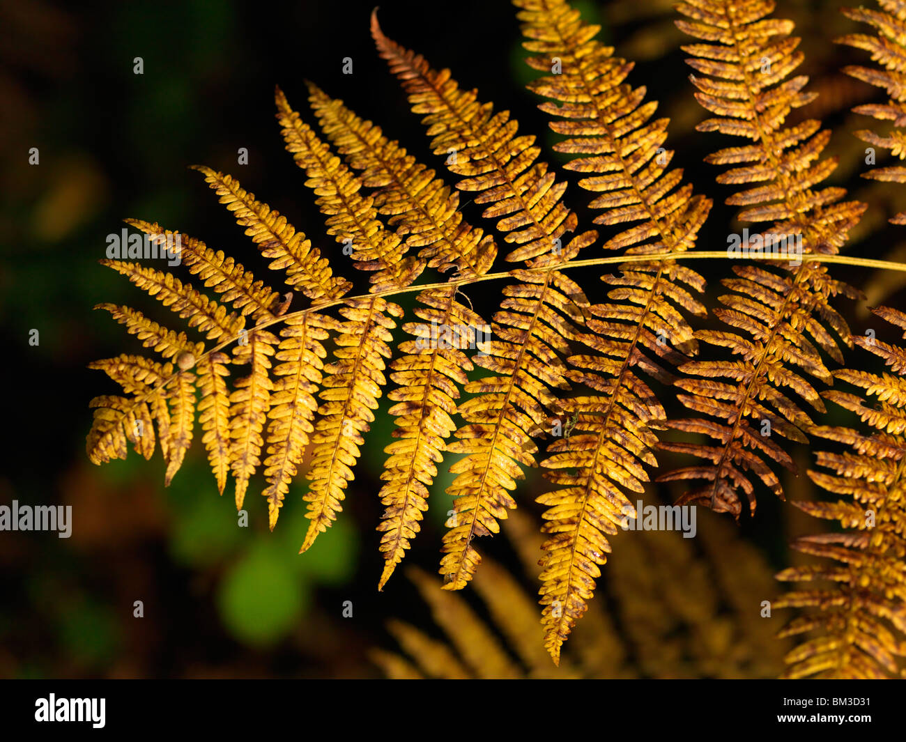 Autumn fern hi-res stock photography and images - Alamy