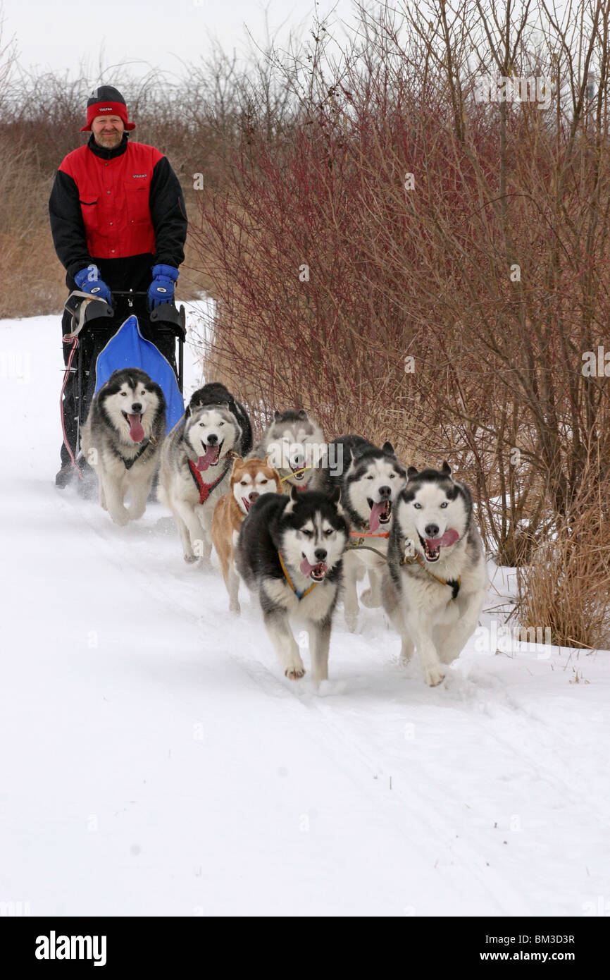 Musher beim Training Stock Photo - Alamy