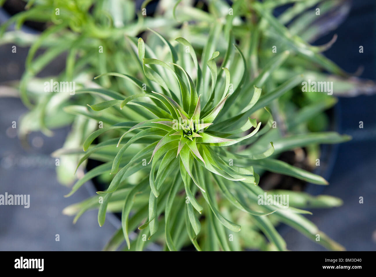 Spiral leaf pattern hi-res stock photography and images - Alamy