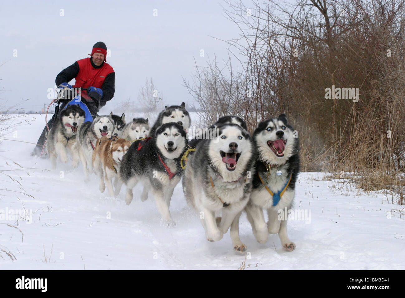 Musher beim Training Stock Photo - Alamy