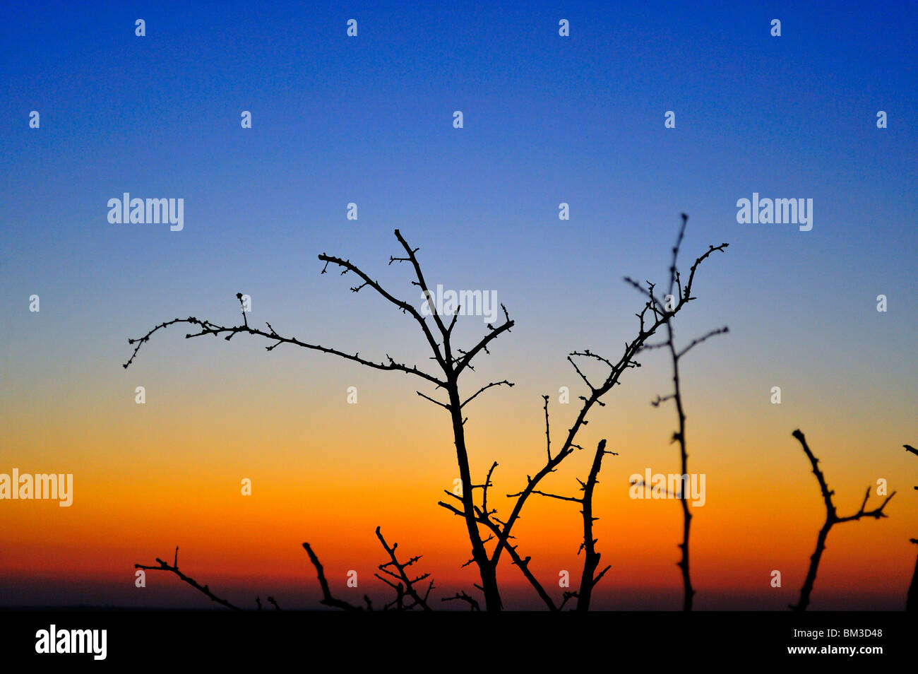 Sunset hawthorn Silhouette Stock Photo - Alamy