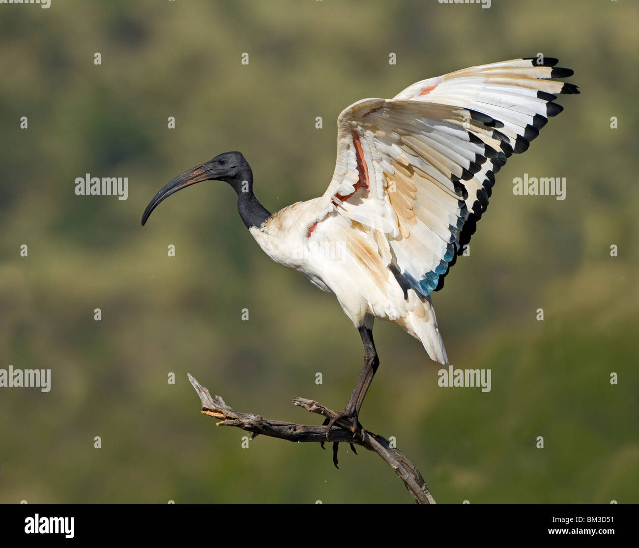 sacred ibis wings stretching Stock Photo - Alamy