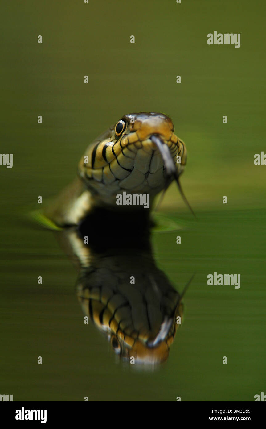 Snake vertical hi-res stock photography and images - Alamy