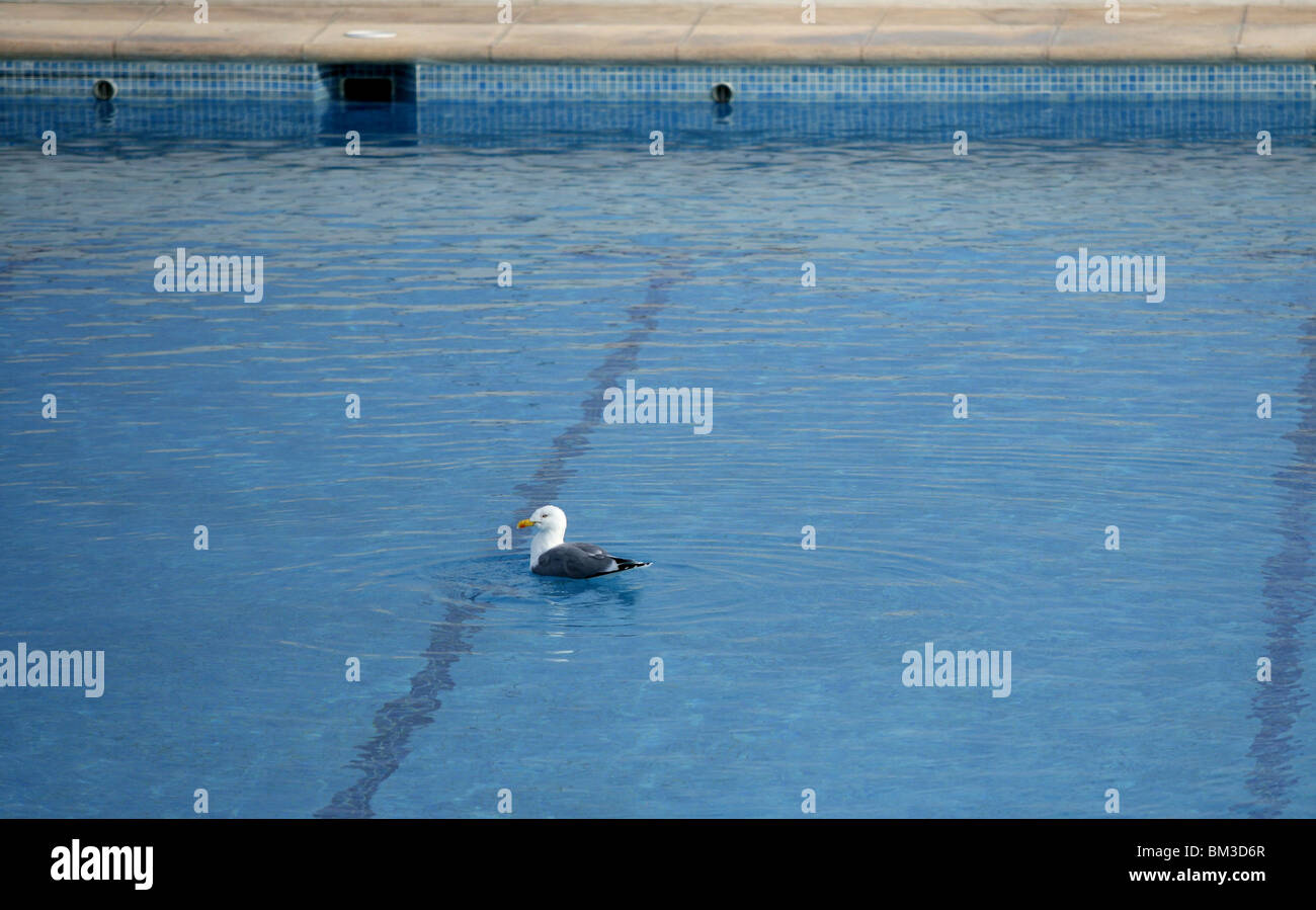 Seagull swimming relaxed in vacation pool, holidays metaphor Stock ...