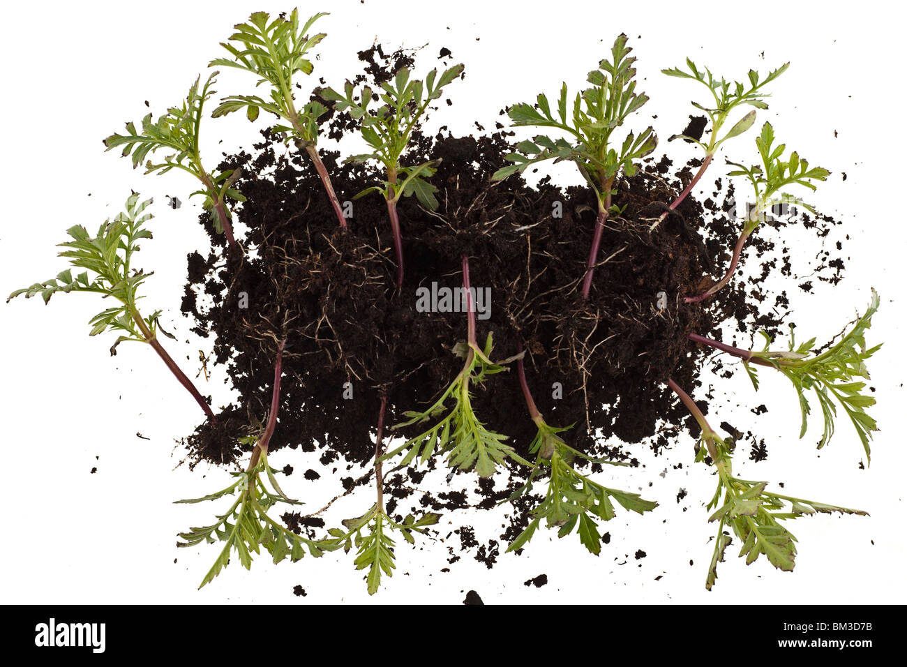 Dwarf marigold planting hi-res stock photography and images - Alamy