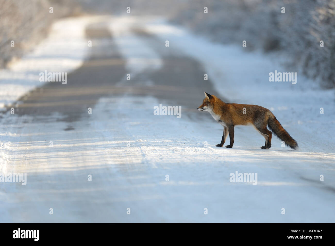 Red Fox (Vulpes vulpes), male crossing a road, Netherlands Stock Photo ...