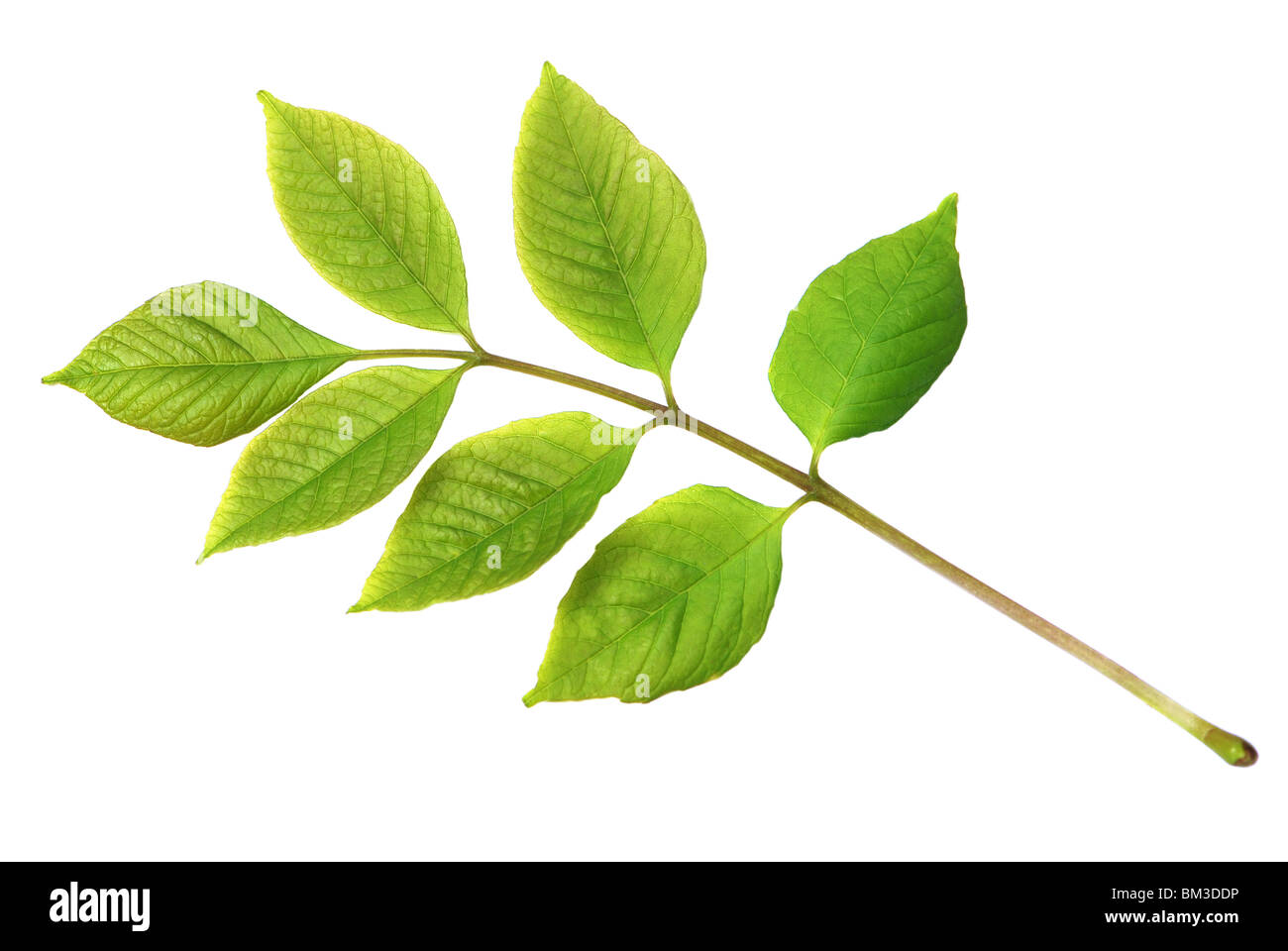 Fresh green spring tree Cut Out Stock Images & Pictures - Alamy