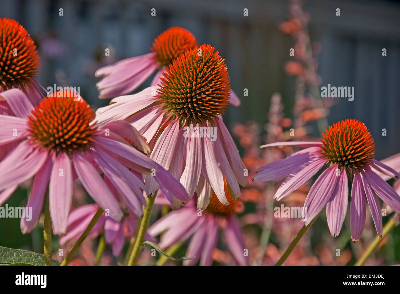 This image is Echinacea Pallida, commonly known as pink coneflower a ...