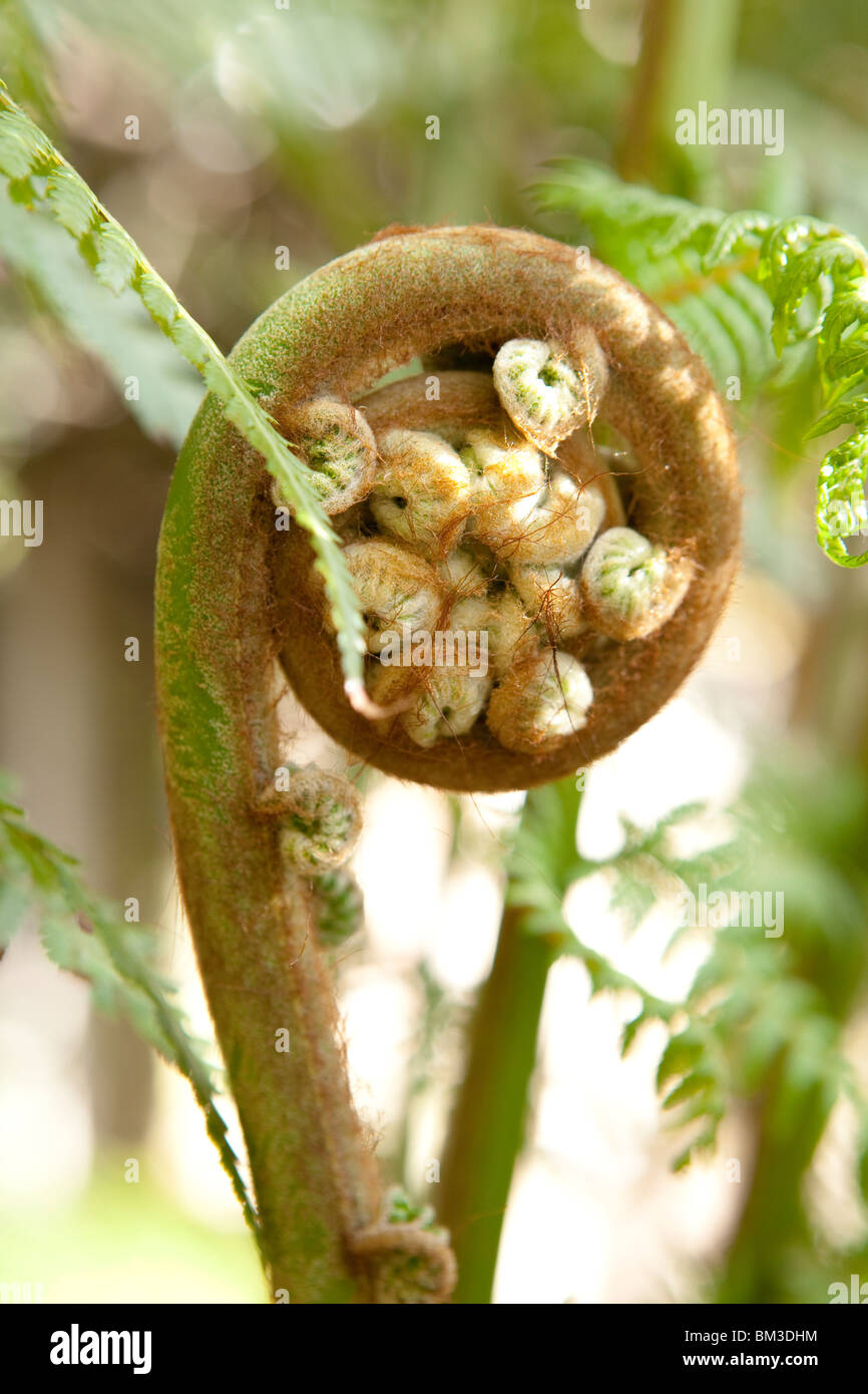 Uncurl hi-res stock photography and images - Alamy
