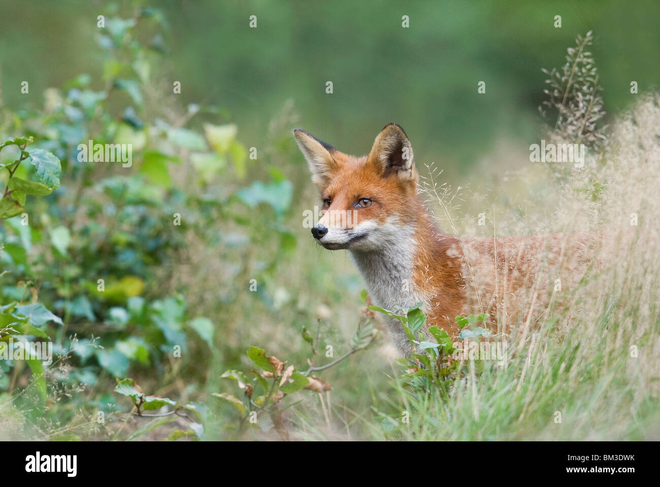 Young fox hi-res stock photography and images - Alamy