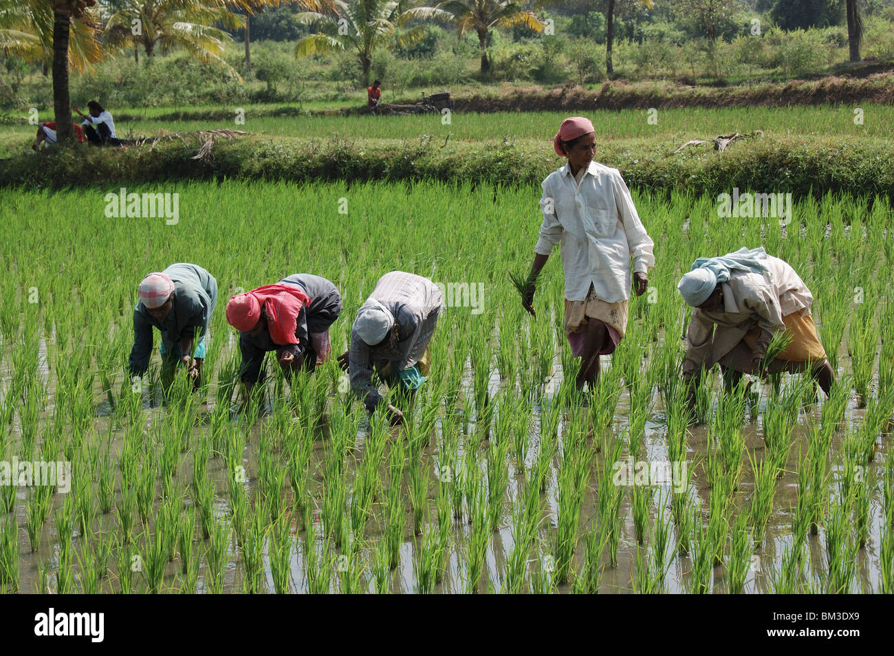 Rice Field Harvest Kerala