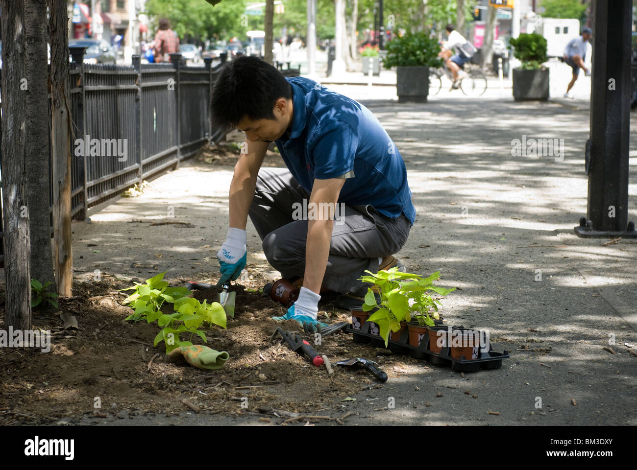 Volunteers plant flowers in tree pits along the Allen Street malls in ...