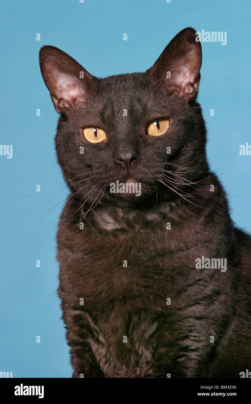 German rex cat hi-res stock photography and images - Alamy