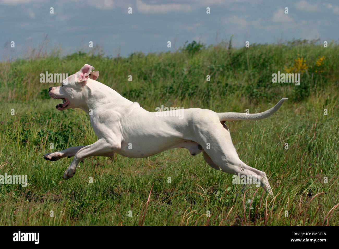 Dogo argentinos hi-res stock photography and images - Alamy