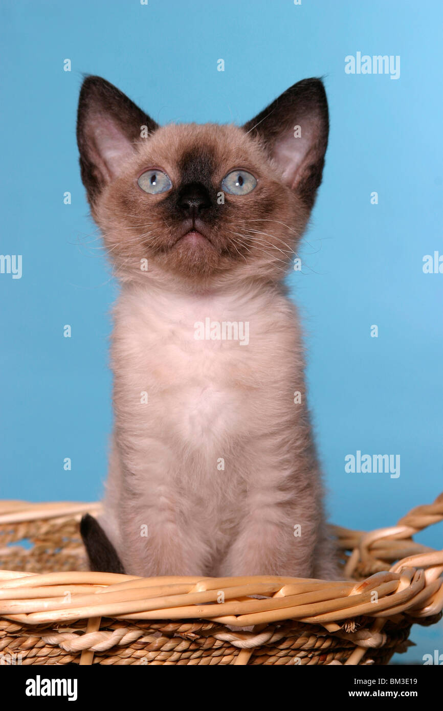German Rex Kätzchen / German Rex Kitten Stock Photo - Alamy