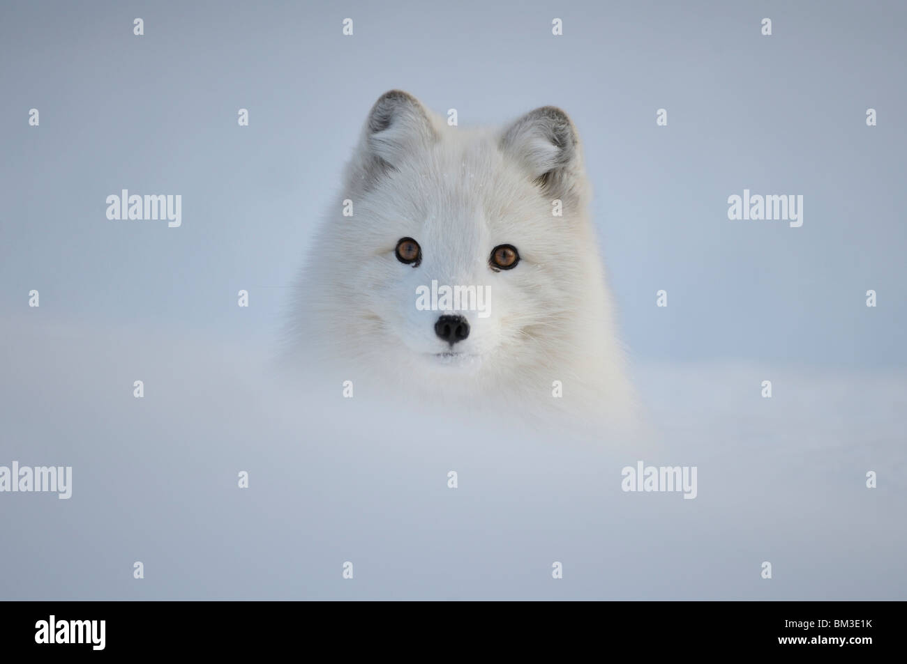 Arctic fox head in snow hi-res stock photography and images - Alamy