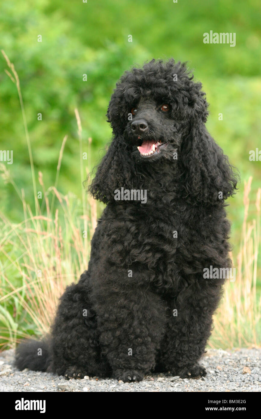 sitzender Pudel / sitting poodle Stock Photo - Alamy