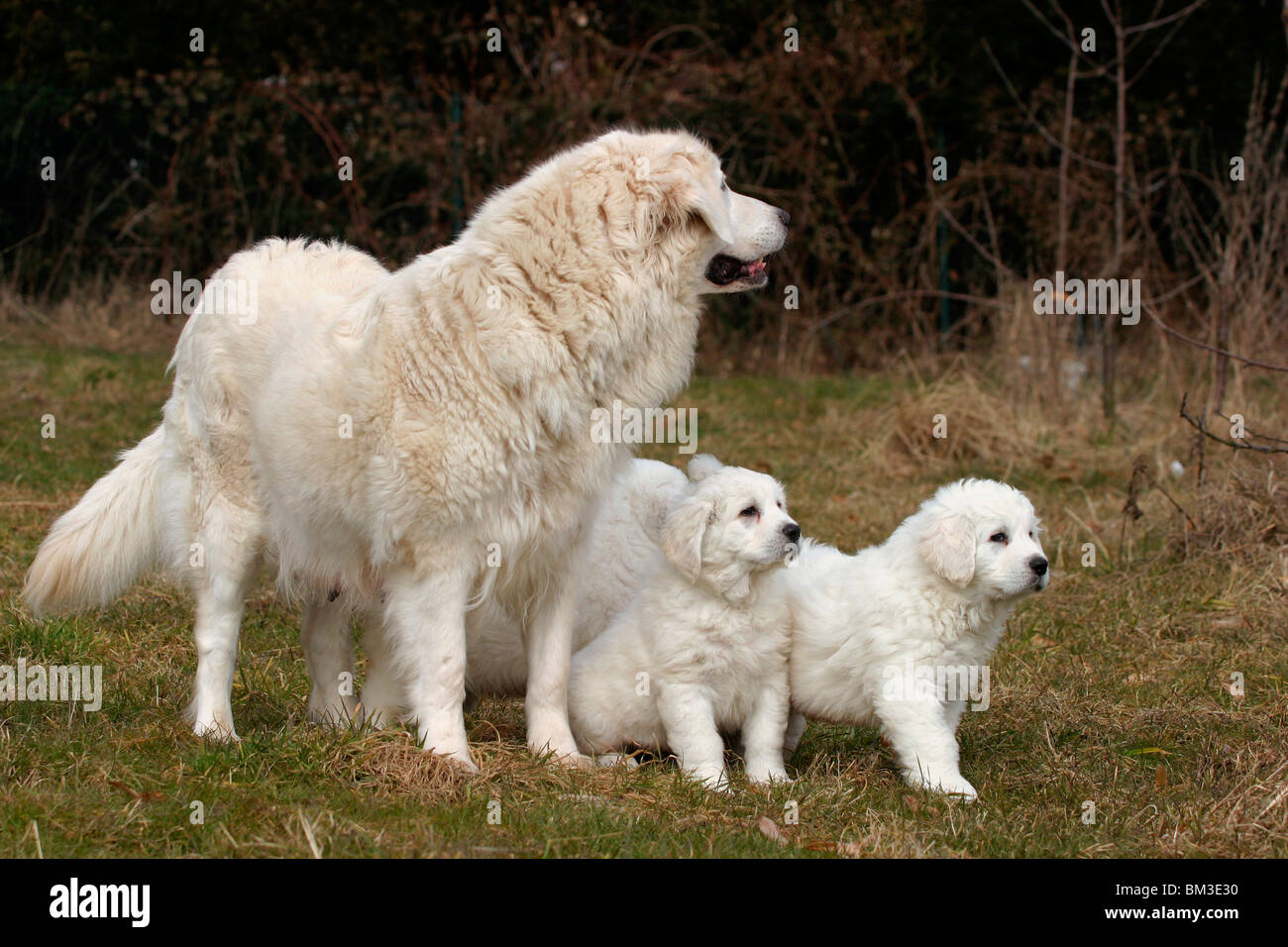 Podhalaner Welpe / Podhalaner Puppy Stock Photo, Royalty Free Image ...