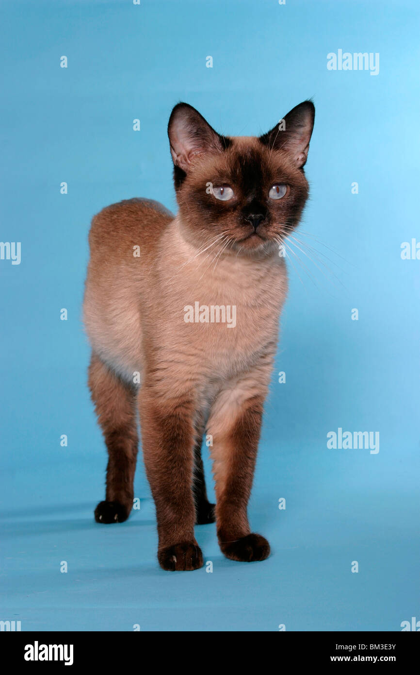 stehende Katze / standing cat Stock Photo - Alamy