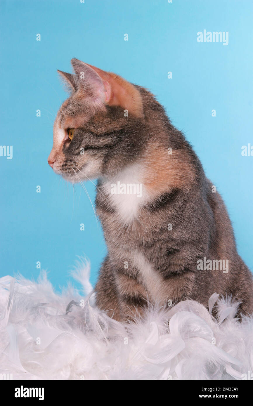 Katze / cat Stock Photo - Alamy