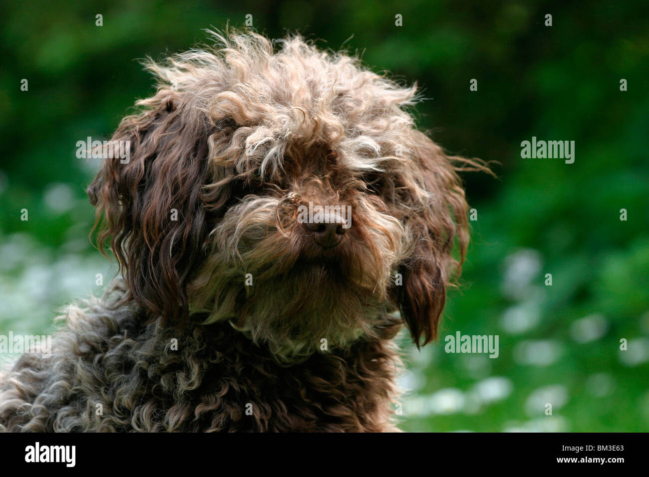Bolonka zwetna Portrait Stock Photo - Alamy