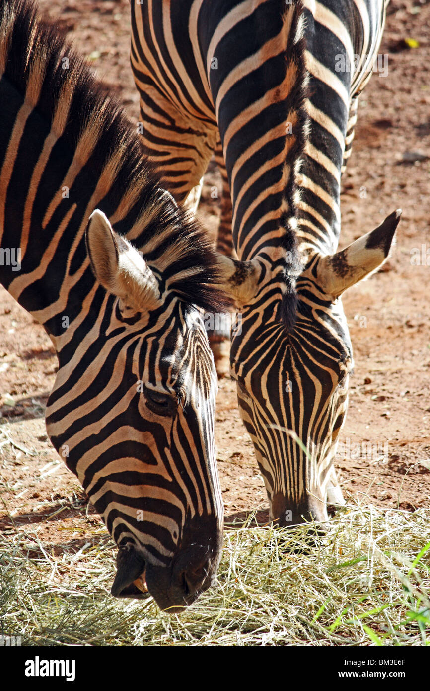 ZEBRAS GRAZING HORIZONTAL BDB Stock Photo - Alamy