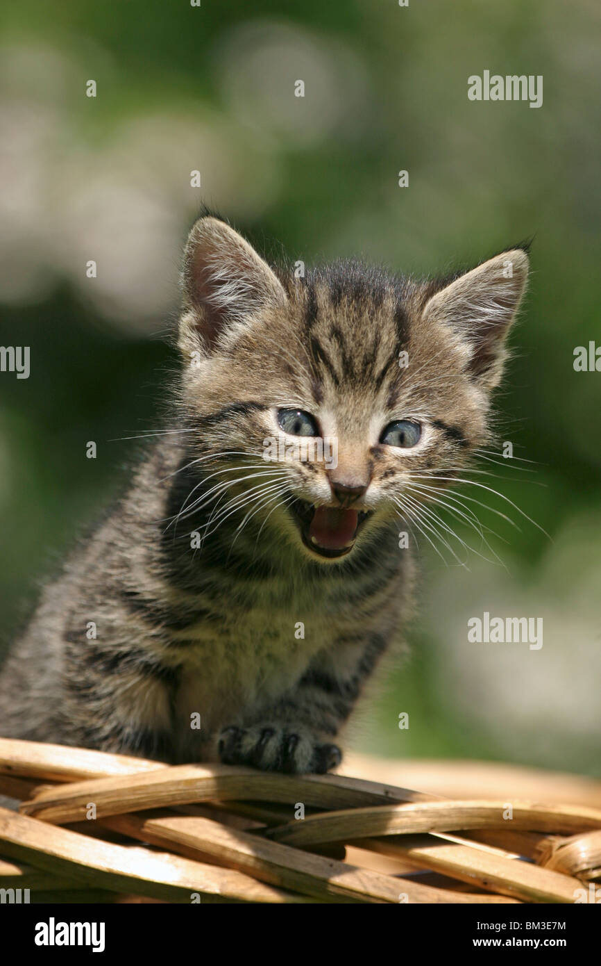 junges Kätzchen / young kitten Stock Photo - Alamy