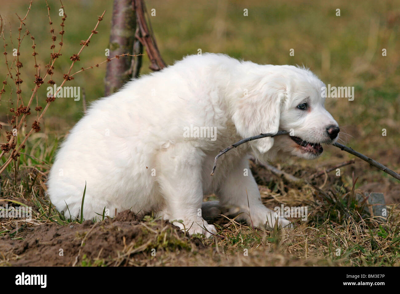 Podhalaner Welpe / Podhalaner Puppy Stock Photo - Alamy