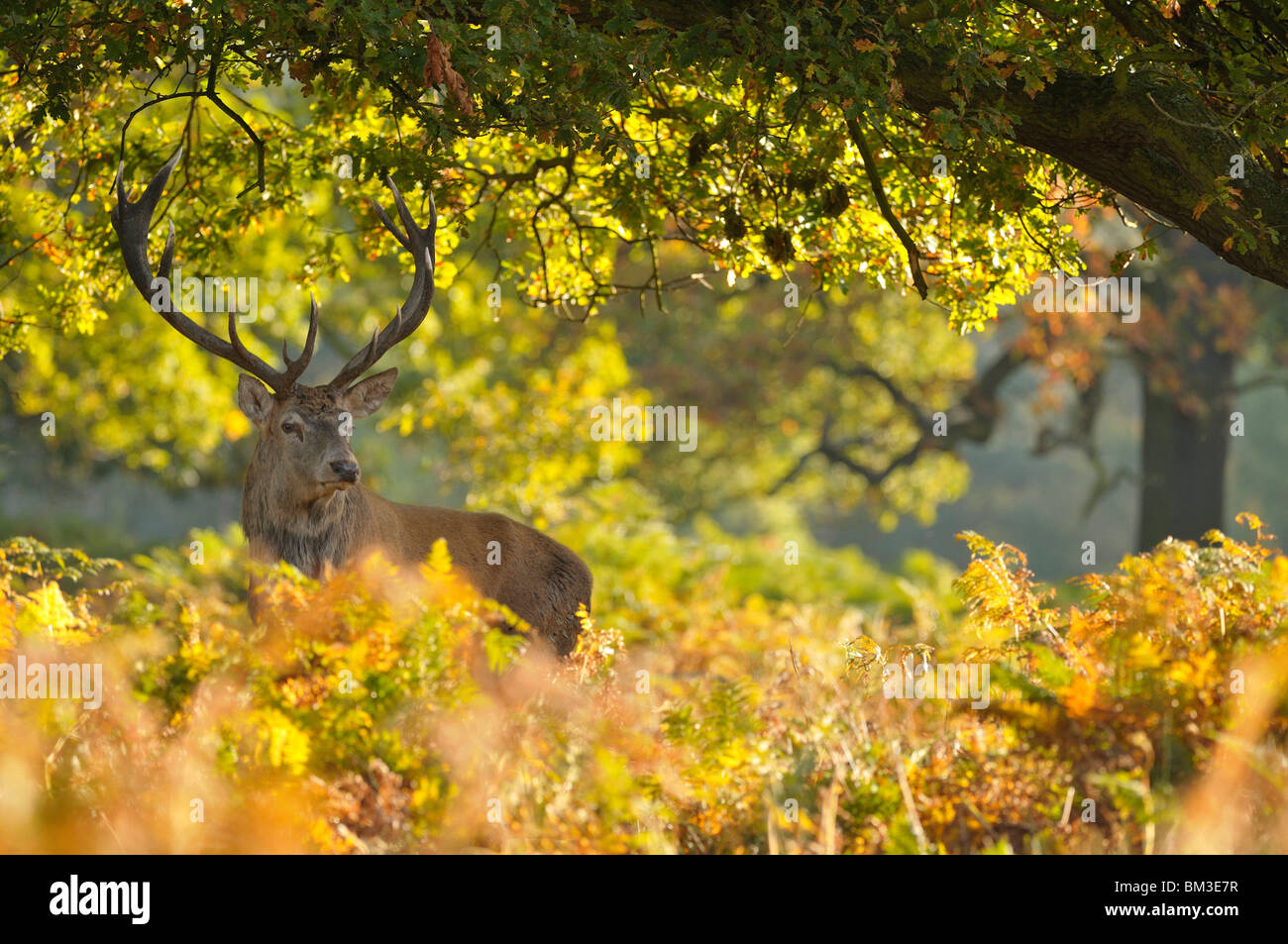 Deer under tree hi-res stock photography and images - Alamy